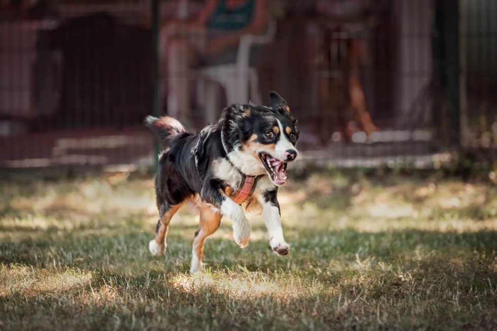 Hello - Predation Substitute Training - Simone Mueller