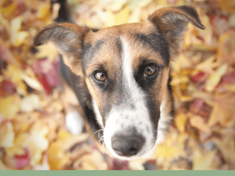 Visual Enrichment for Dogs - Predation Substitute Training