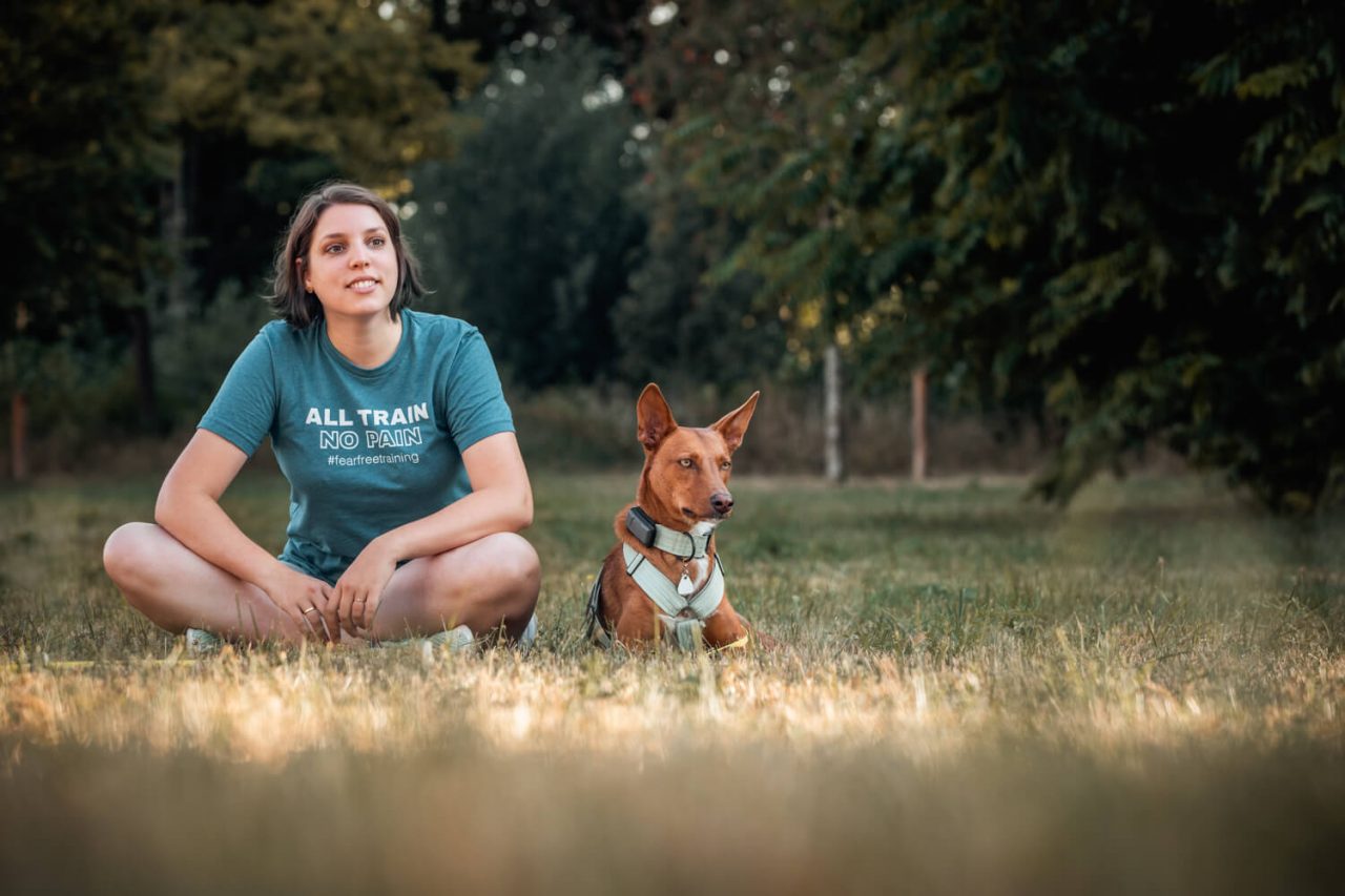 How to Create Islands of Relaxation for your dog (and yourself ...