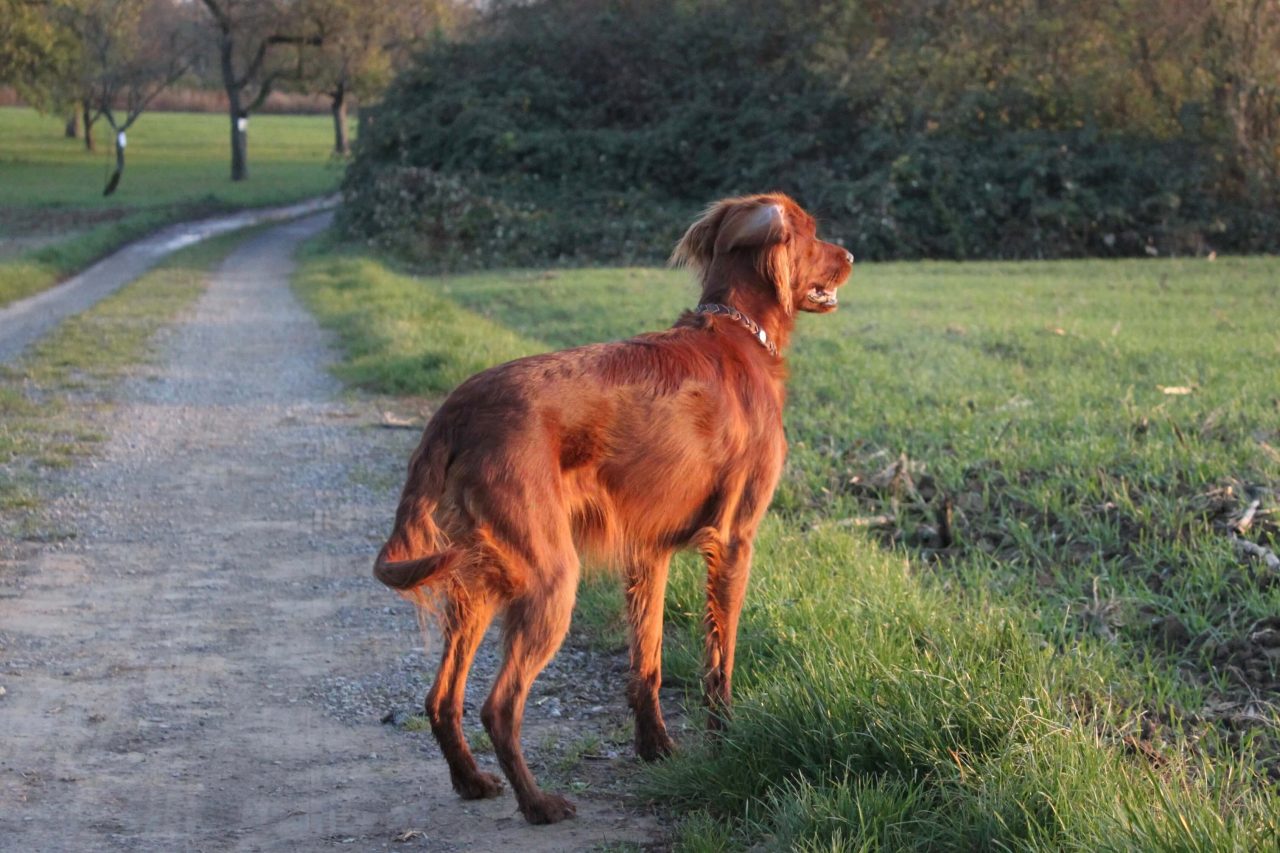 What is Predation Substitute Training? - Predation Substitute Training ...