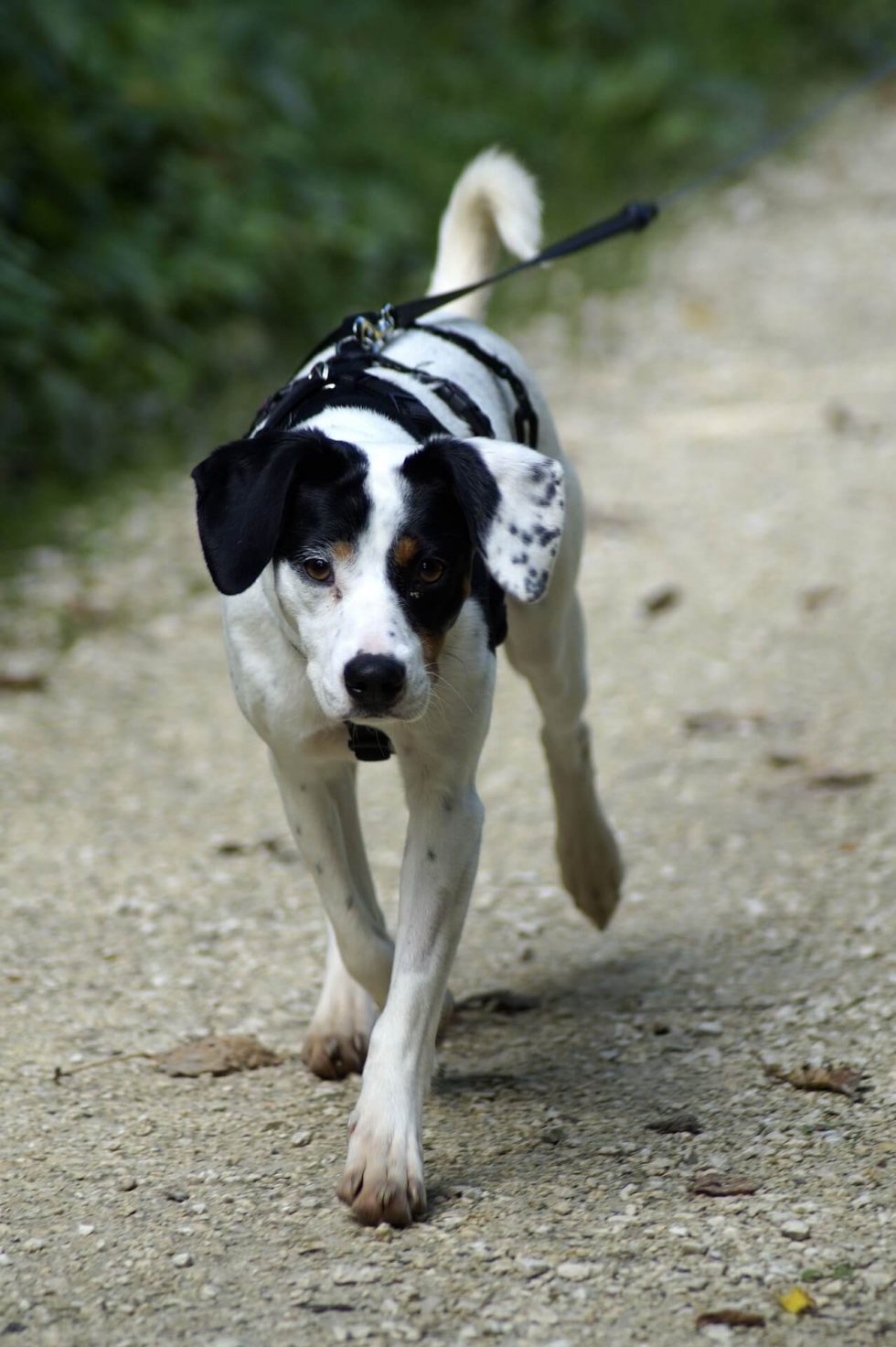 Loose Leash Walking for Setters - Predation Substitute Training ...