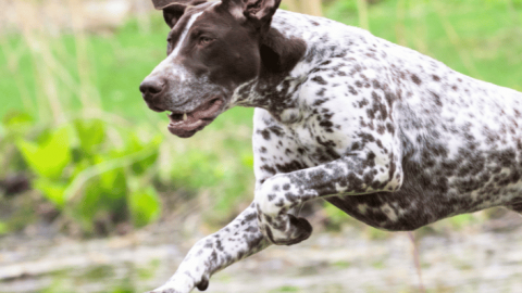 Workshops & Online Courses for Prey Drive Dogs - Predation Substitute ...