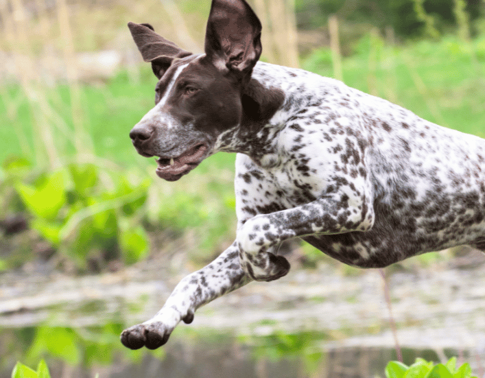 Workshops & Online Courses for Prey Drive Dogs - Predation Substitute ...