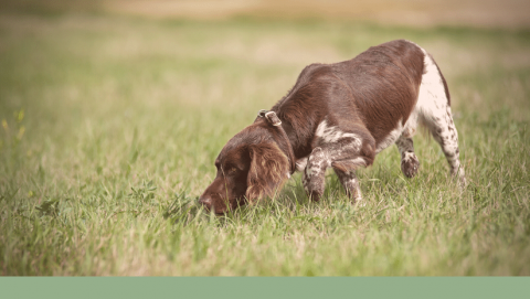 How Predatory Behaviour Differs Among Dog Breeds - Predation Substitute ...