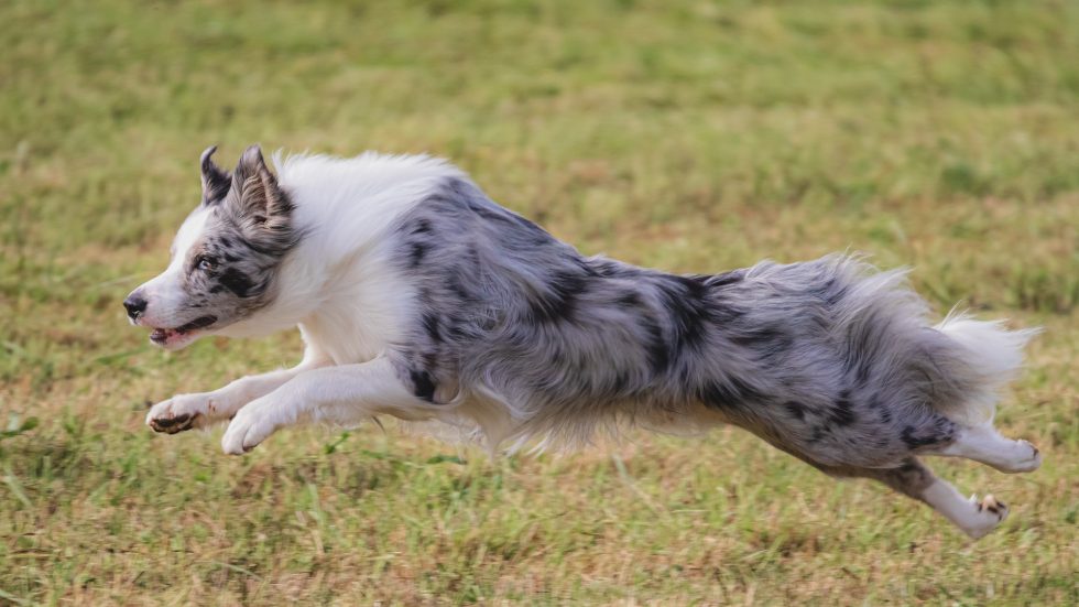 Free video training: Predation in dogs - Predation Substitute Training ...