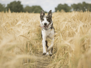 Predation Substitute Training | Force-Free Anti-Chasing Methods