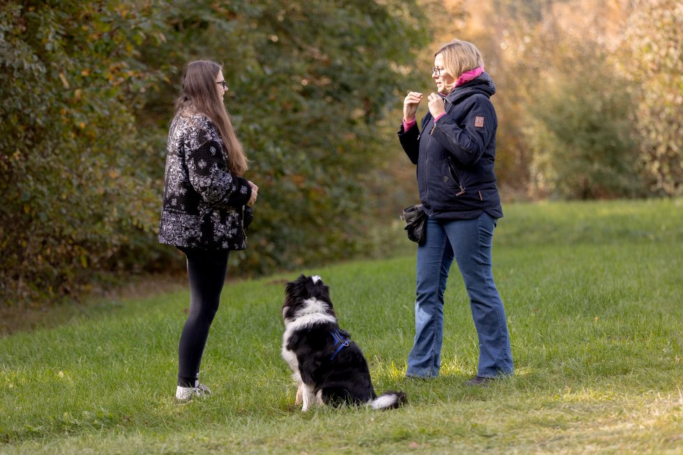 What Modern Studies Reveal About Predatory Behaviour in Dogs ...